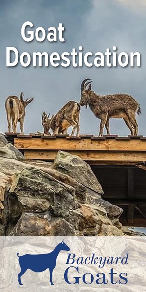 When Were Goats Domesticated, and Where? - Goat Journal